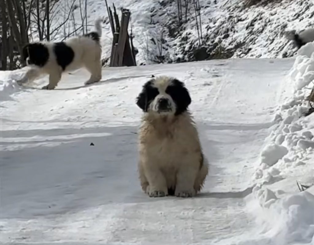 Canisa „De Dor Bucovinean” – pasiune pentru Ciobănescul Românesc de ...